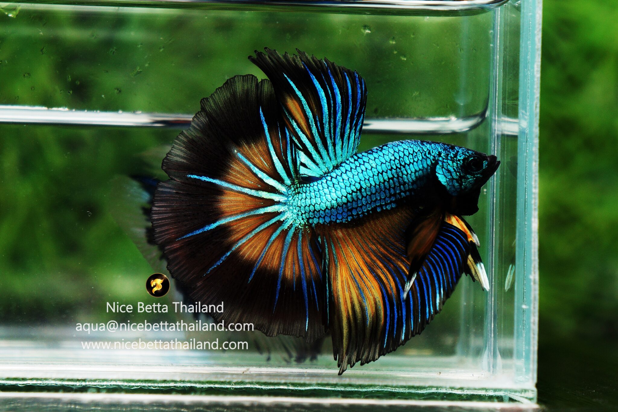 5 Key Steps Tips for Raising a Healthy Betta Fish - nicebettathailand.com