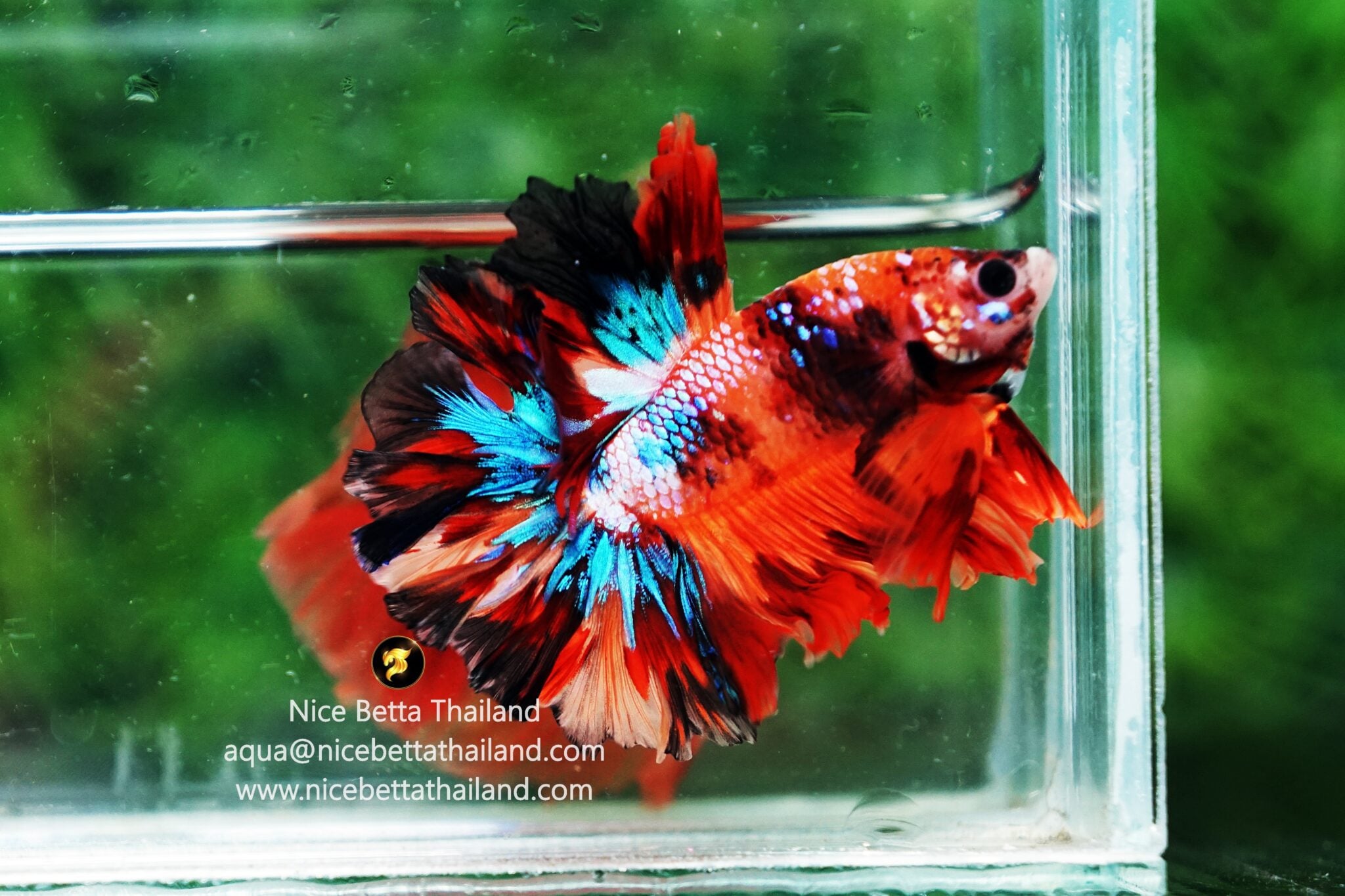 Betta fish feather tail or Apache - nicebettathailand.com