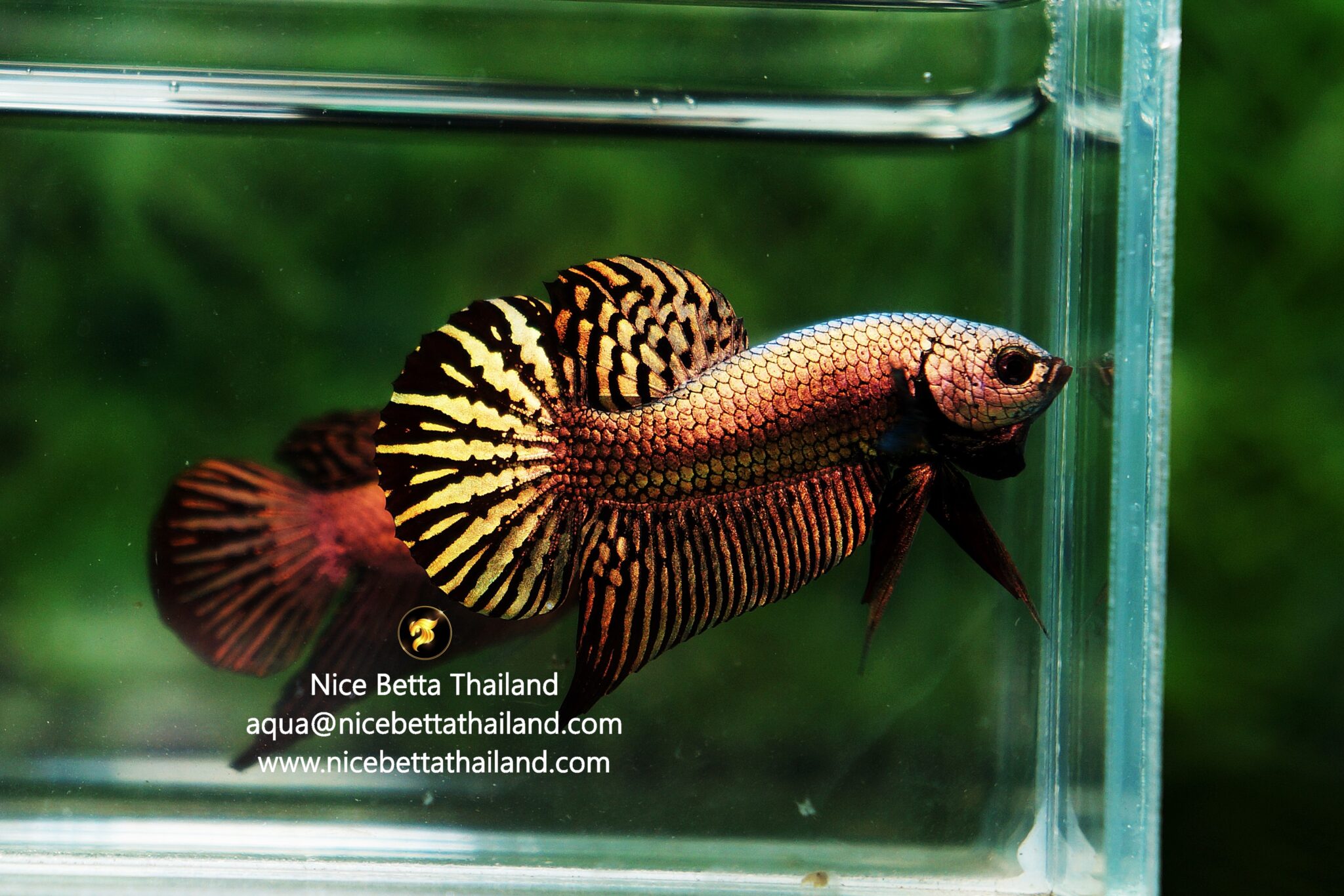 You know hybrid or Alien Betta? - nicebettathailand.com