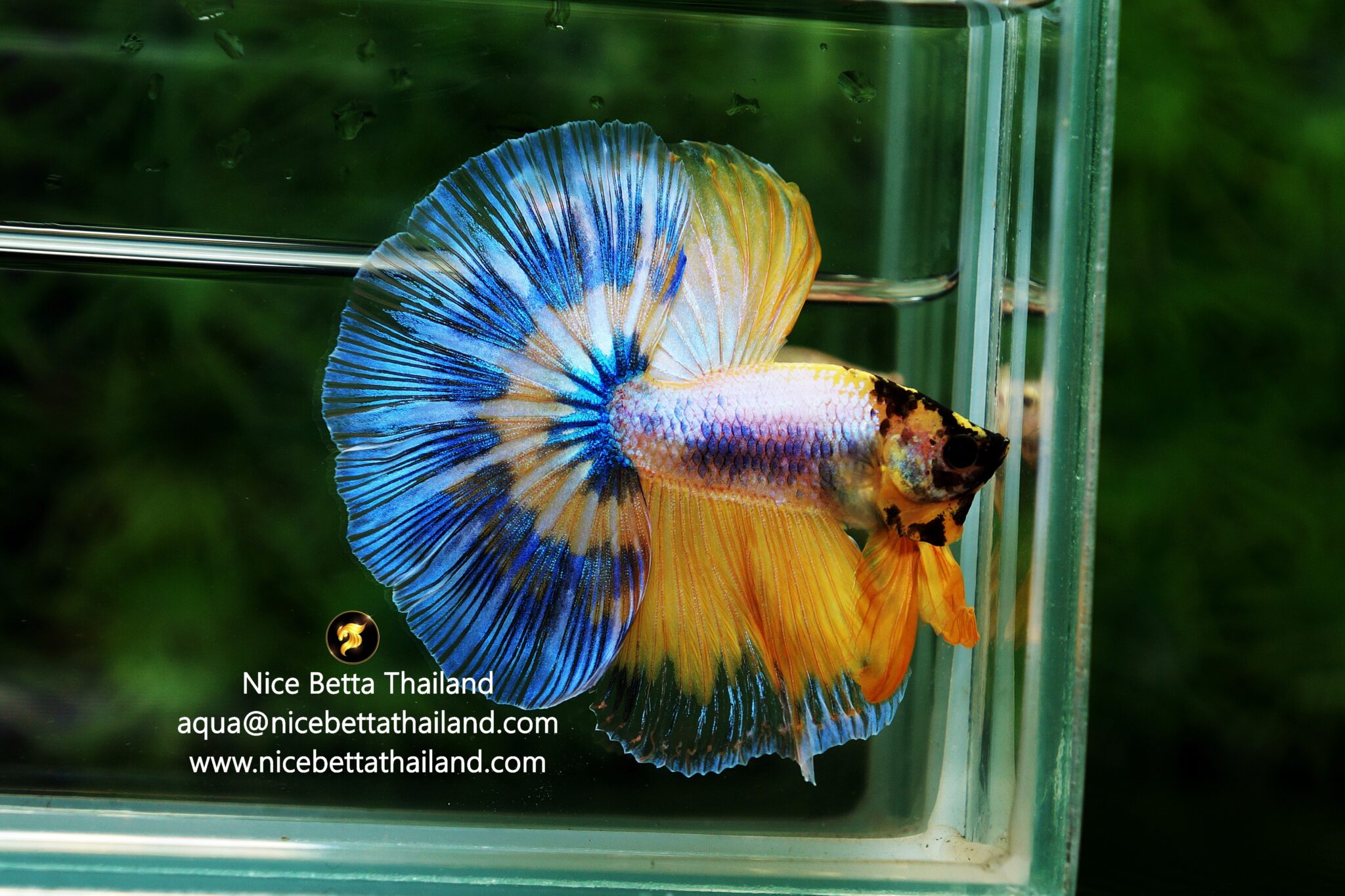 Why Do Betta Fish Bite Their Fins Tails? - nicebettathailand.com