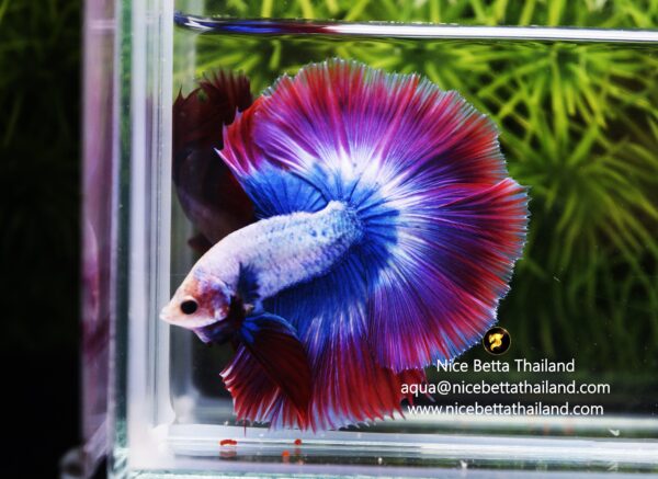 How to breed betta fish for the desired color - nicebettathailand.com