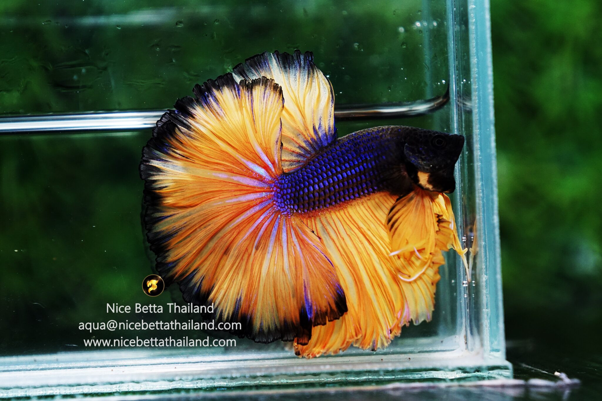 Betta Vases - nicebettathailand.com