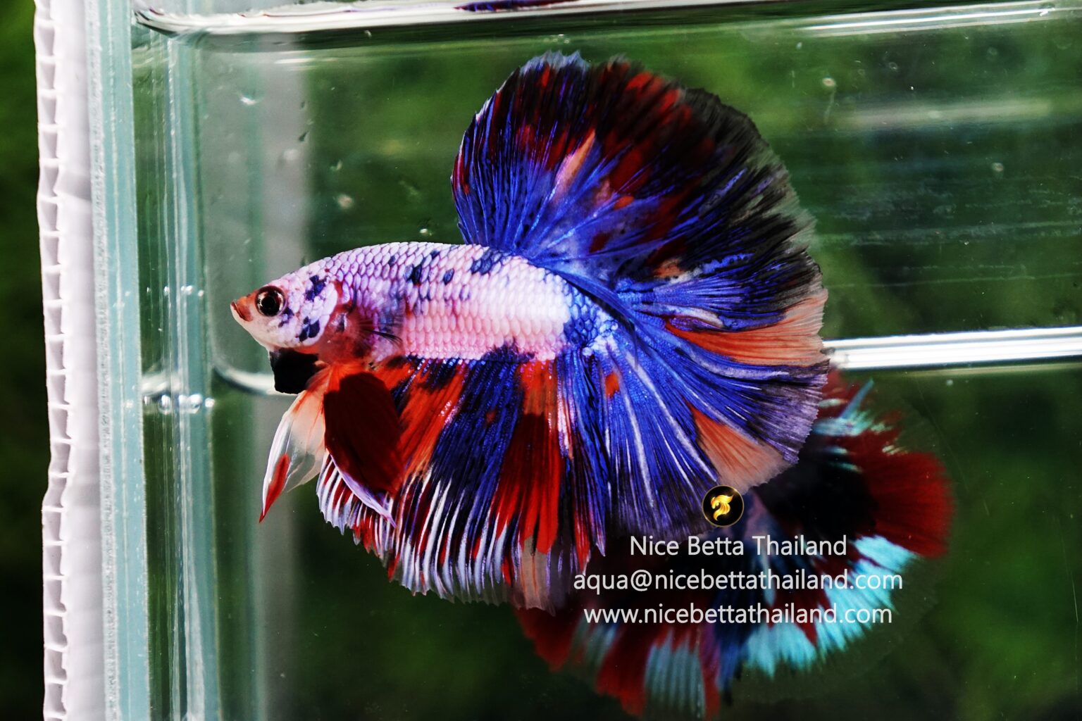 How to caring betta fish fry for the most surviving - nicebettathailand.com