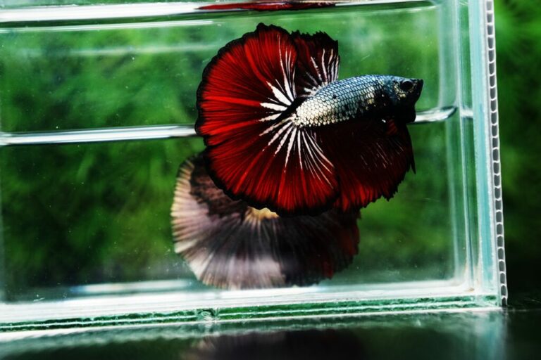 How to caring betta fish fry for the most surviving - nicebettathailand.com