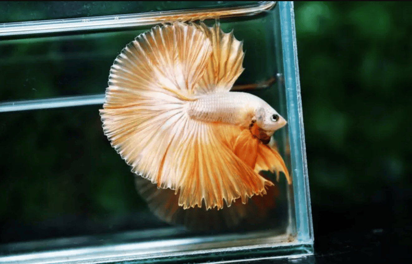 Why Acclimate Aquarium Fish? - nicebettathailand.com