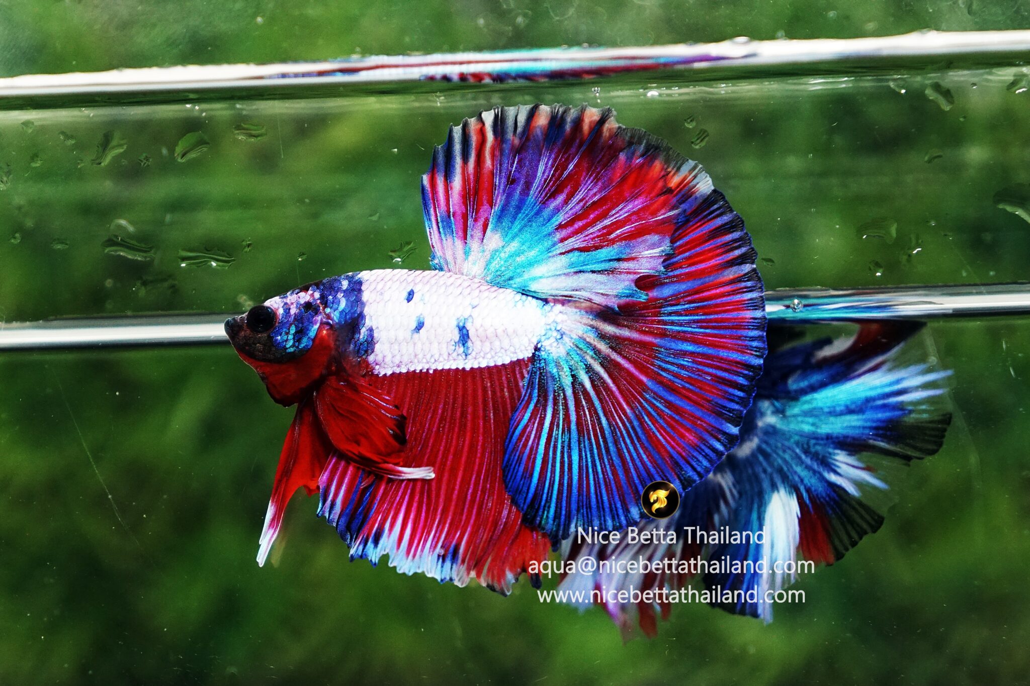 How to treat Dropsy in Betta fish - nicebettathailand.com
