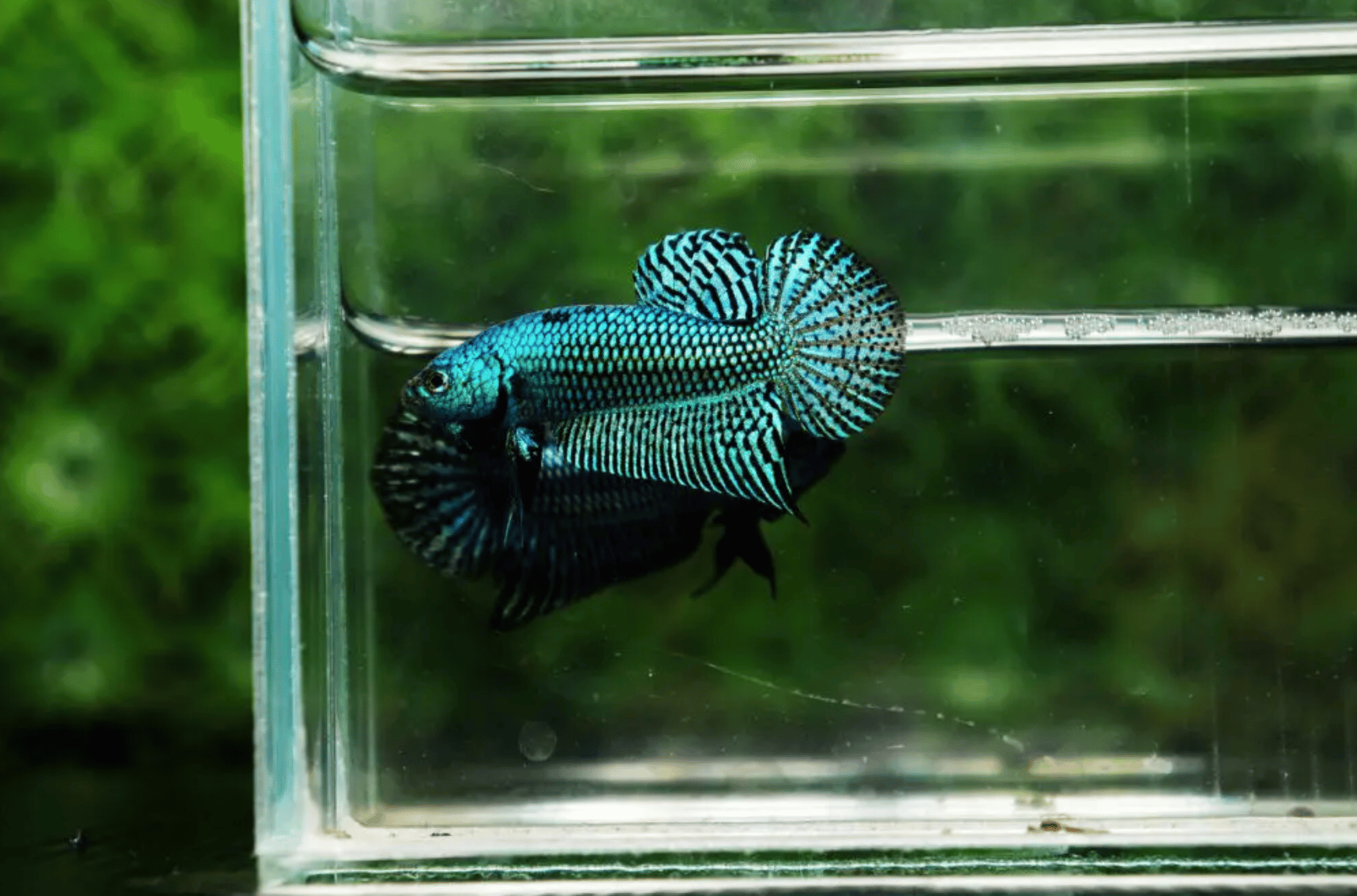 You know hybrid or Alien Betta? - nicebettathailand.com