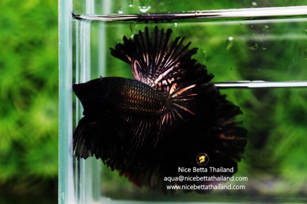 What is half sun betta fish? - nicebettathailand.com