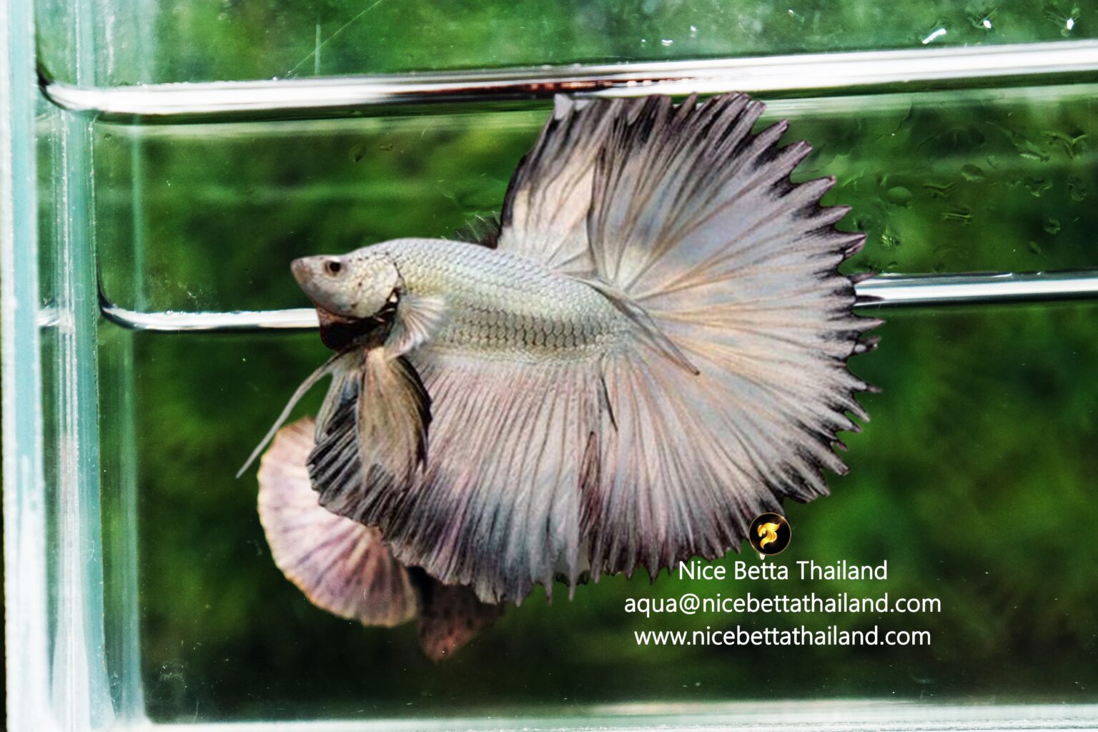 What is half sun betta fish? - nicebettathailand.com
