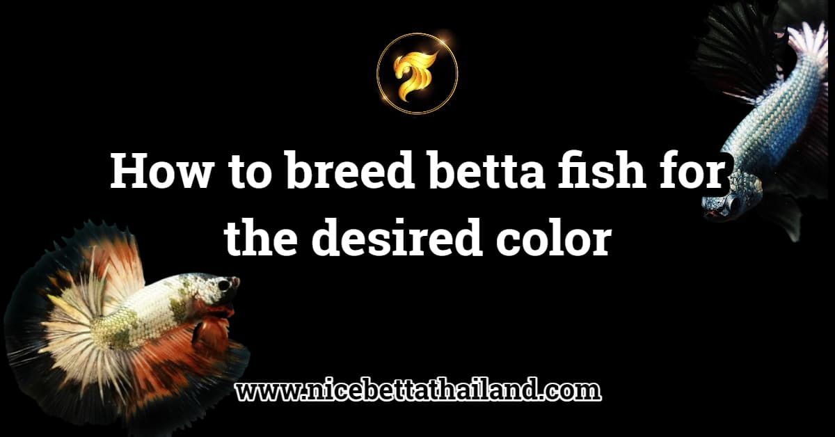 How to breed betta fish for the desired color - nicebettathailand.com