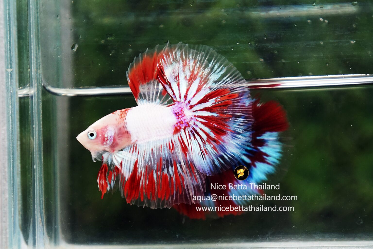 How to caring betta fish fry for the most surviving - nicebettathailand.com