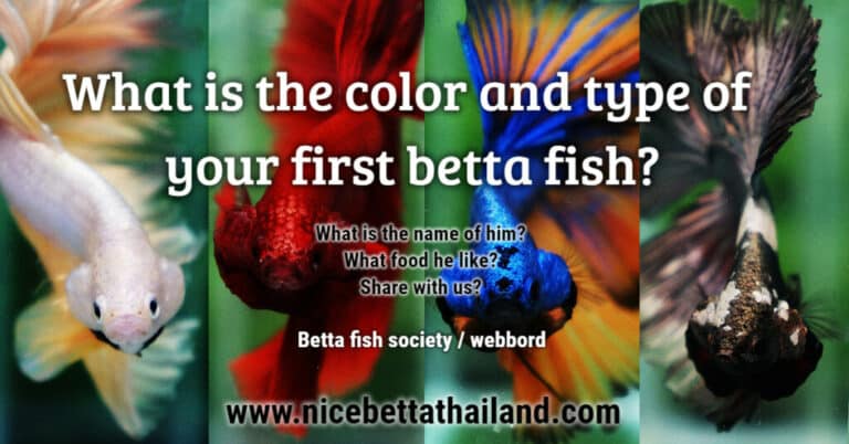 What is the color and type of your first betta fish - nicebettathailand.com