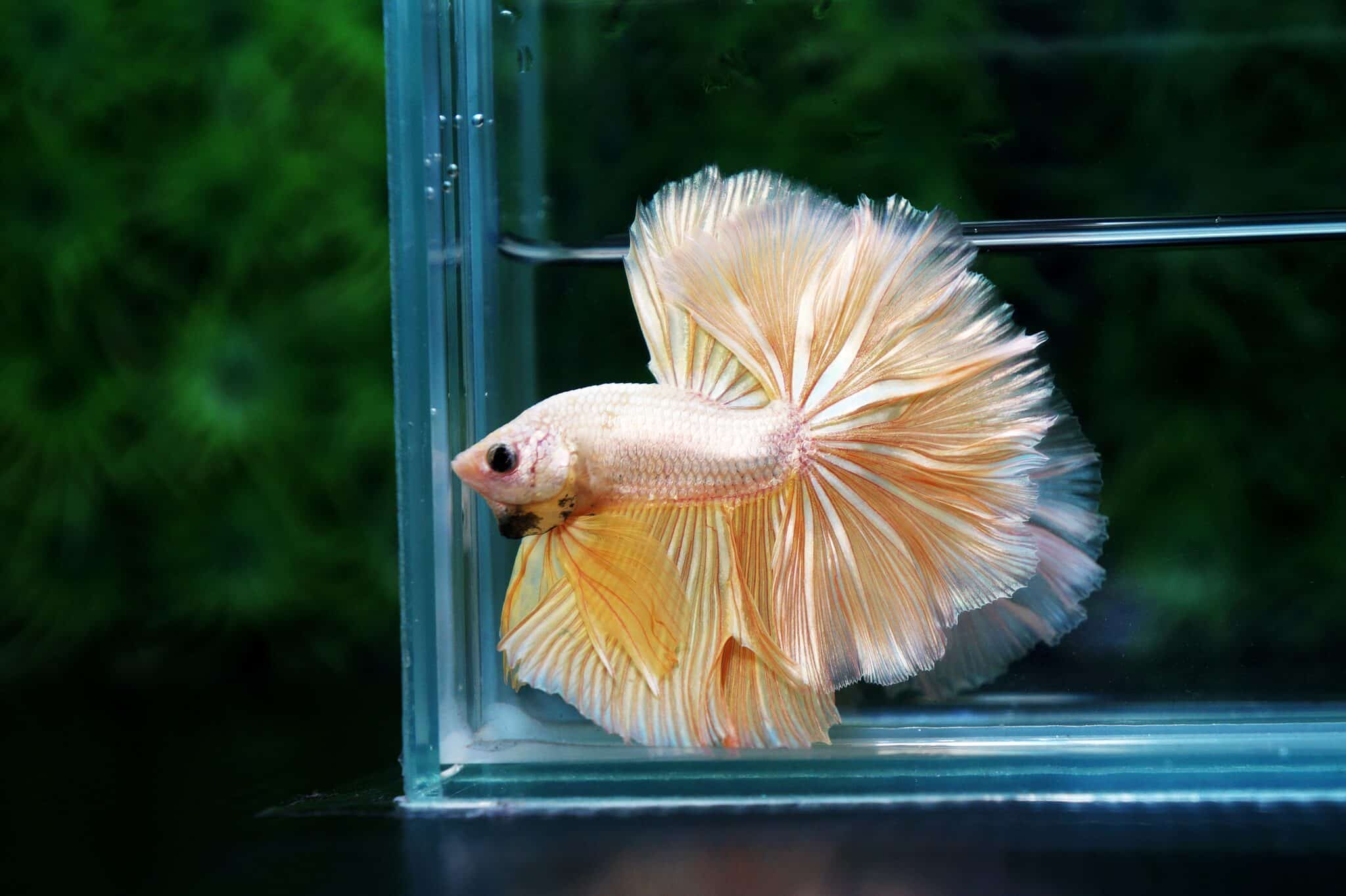 How to tell if your betta fish is happy - nicebettathailand.com