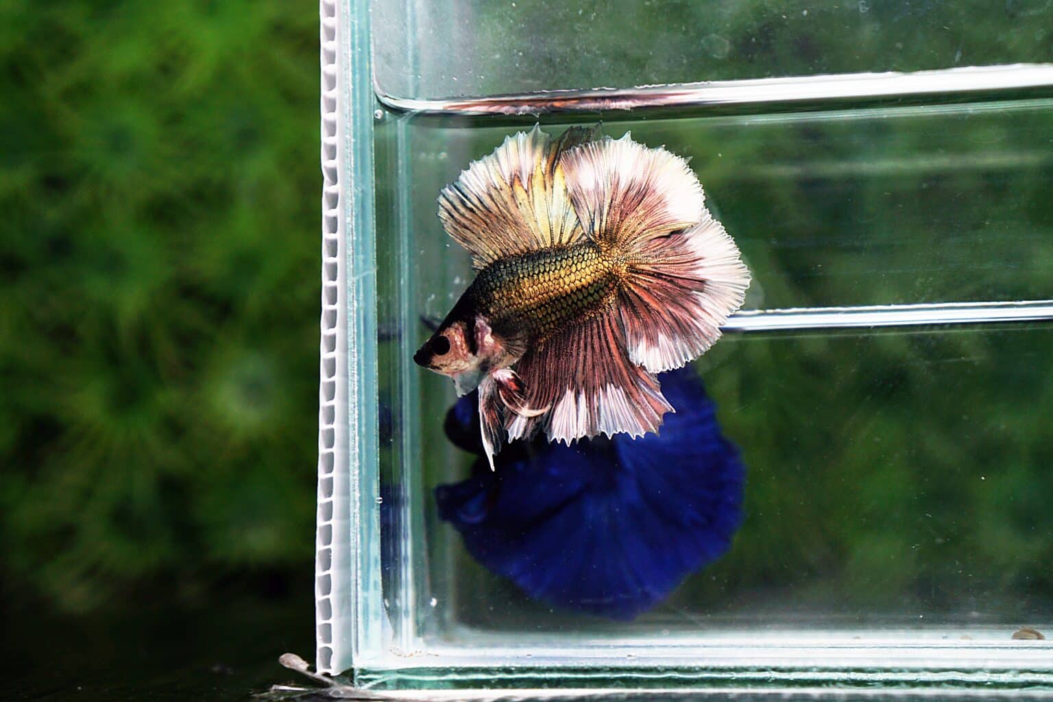 What is What is a Double tail - nicebettathailand.com