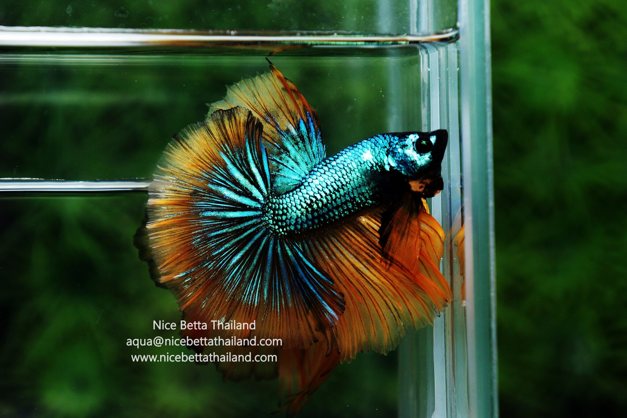 Live food or Fairy Shrimp for betta fish - nicebettathailand.com