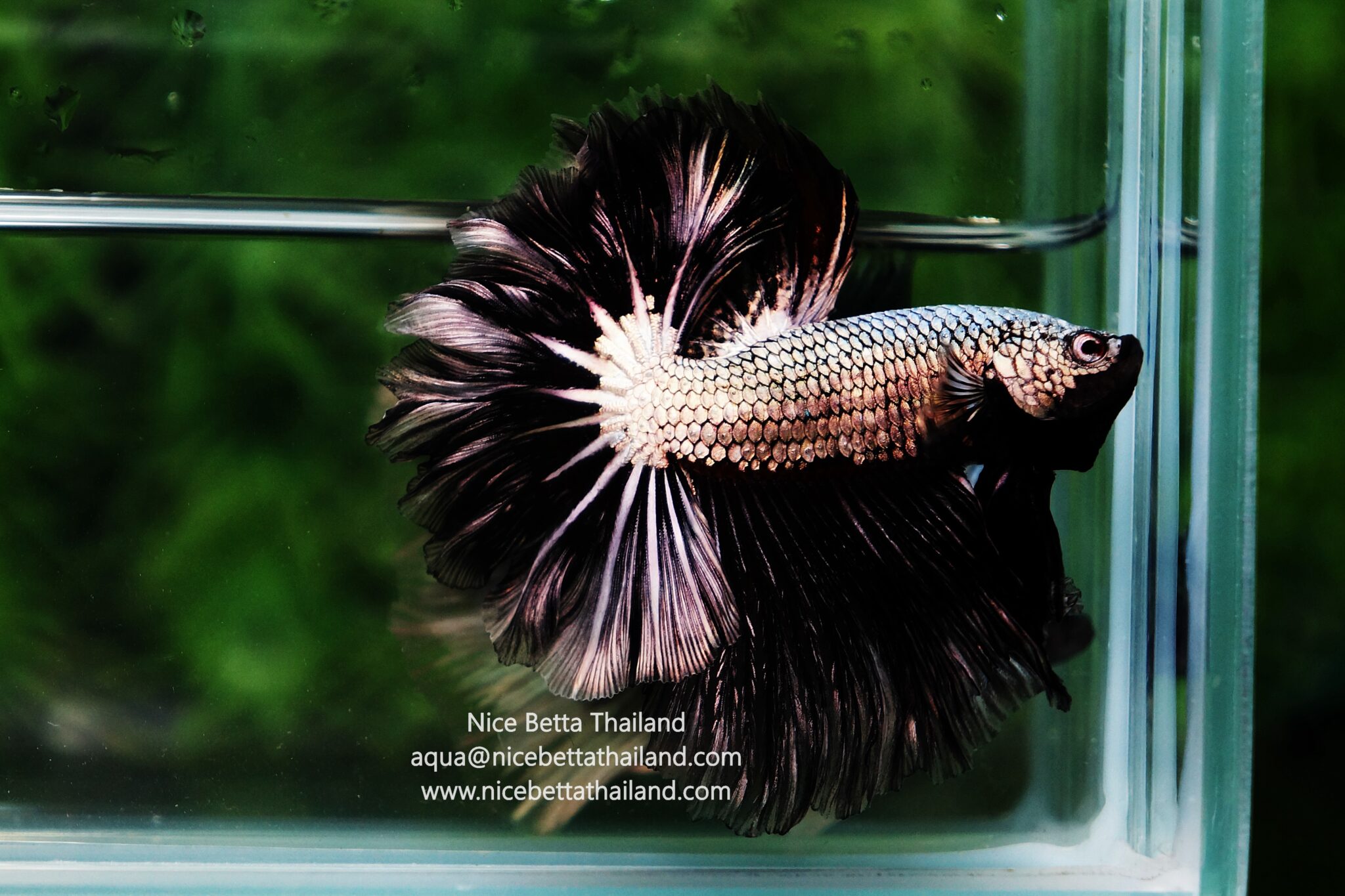 How to Set up a Betta Tank - nicebettathailand.com
