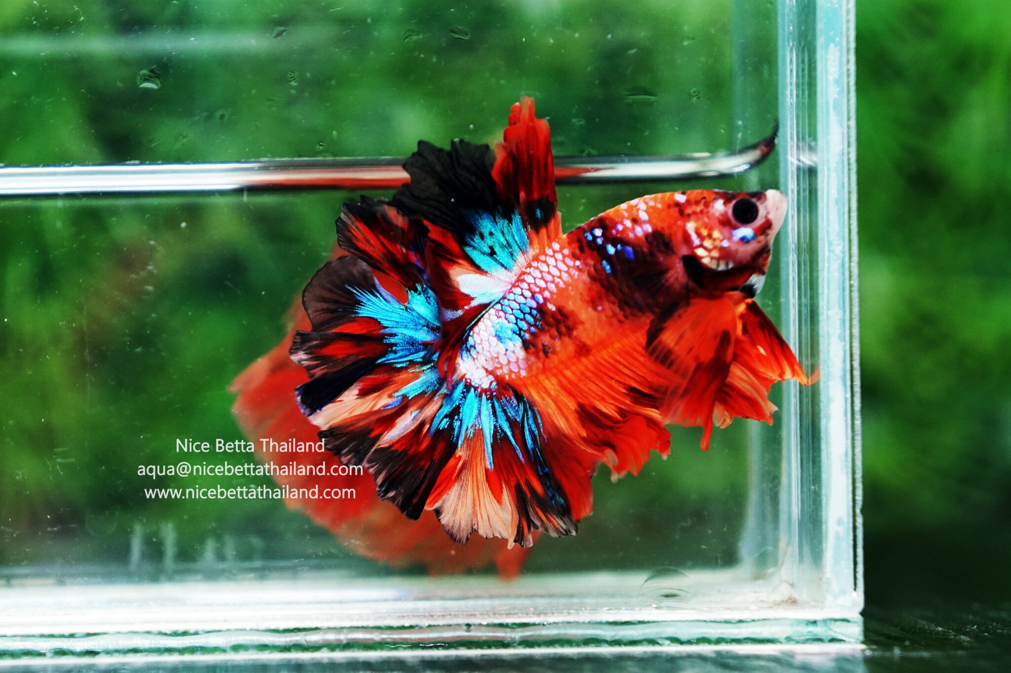 Teach Your Betta Tricks - nicebettathailand.com