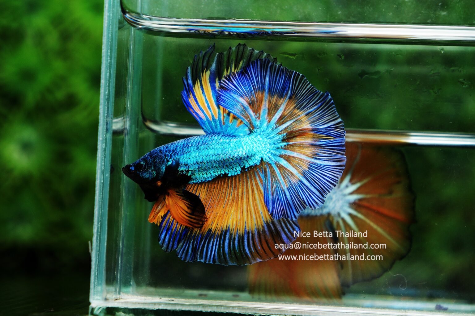WHY IS BETTA MISSING VENTRAL FINS - nicebettathailand.com