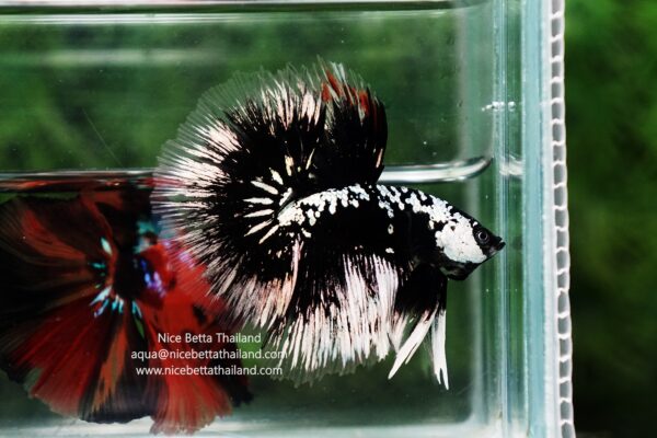 How to Take Care of Betta Fish - nicebettathailand.com