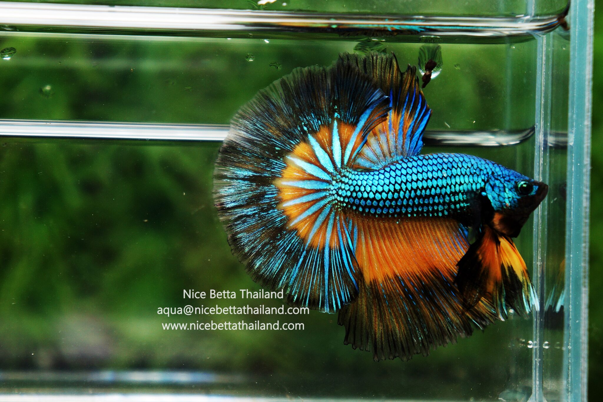 Betta Tuberculosis - nicebettathailand.com
