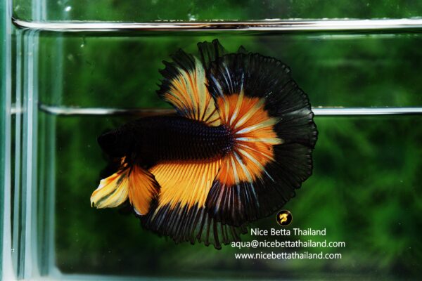 Betta Fish Life Expectancy - nicebettathailand.com