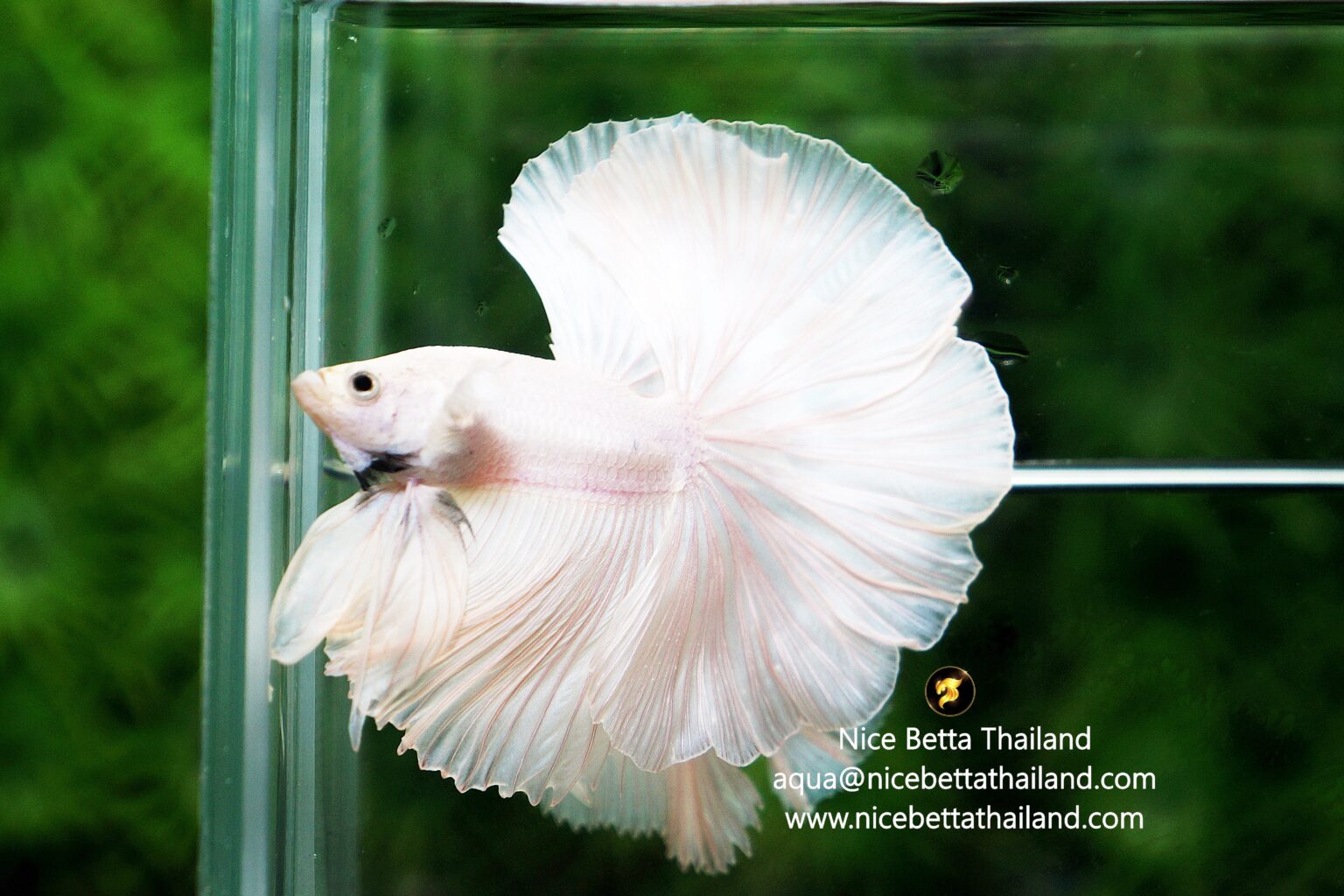Betta fish care infographic - nicebettathailand.com