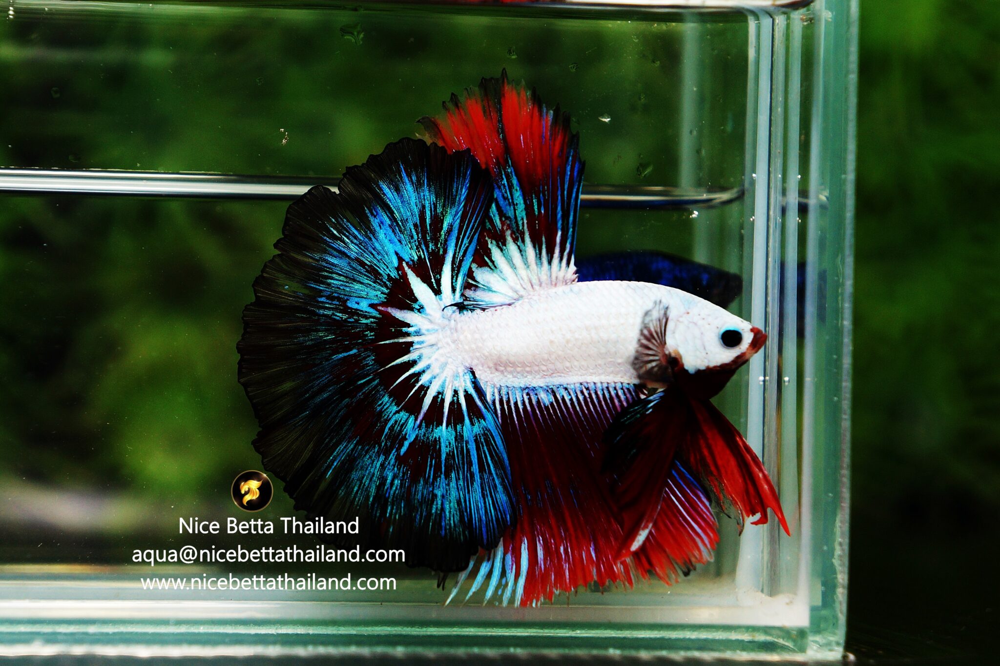 Brine shrimp good or bad - nicebettathailand.com