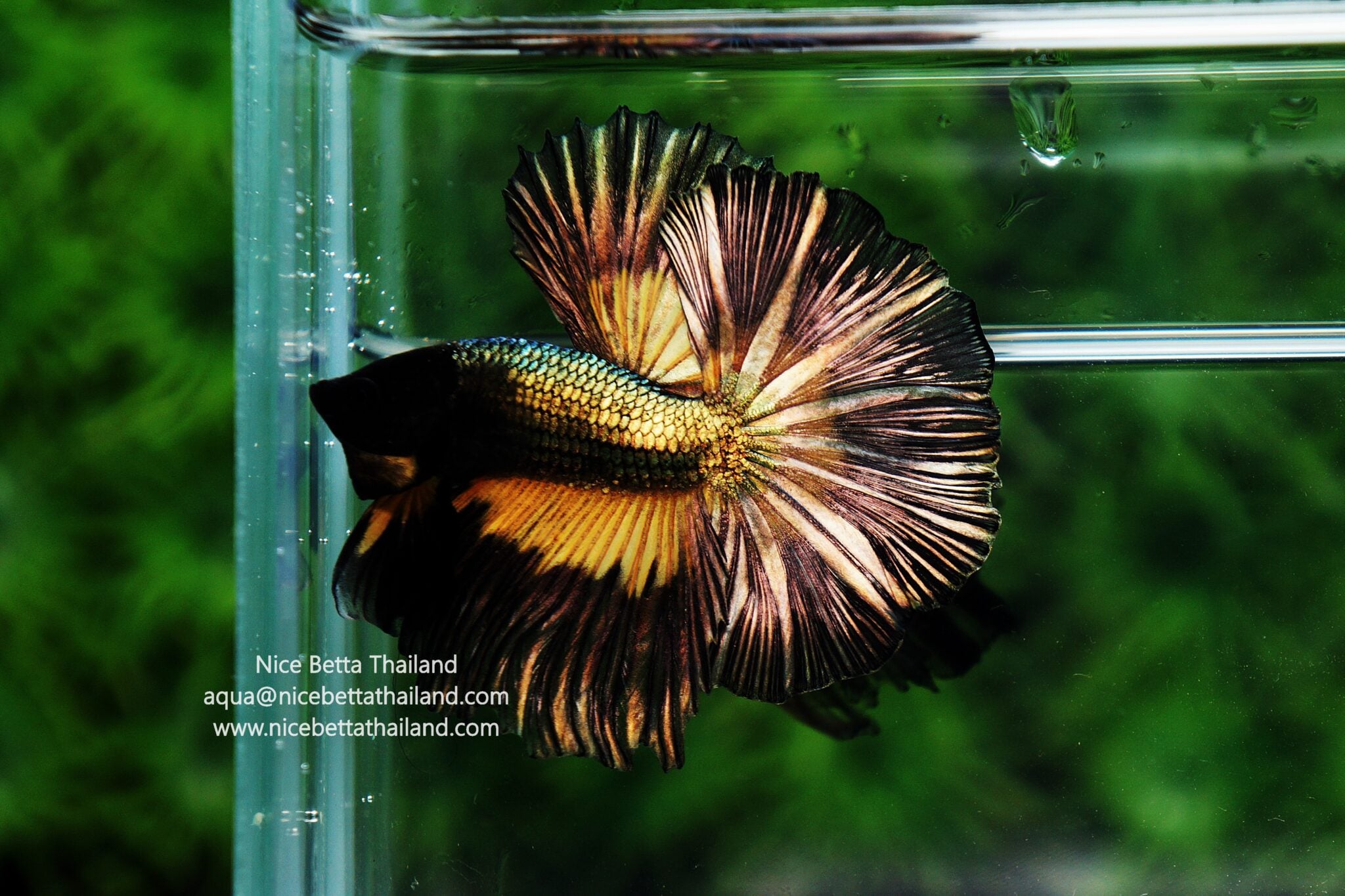 The History of Betta Fighting Fish - nicebettathailand.com