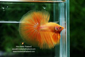 HOW TO CURE ICH IN BETTA. - nicebettathailand.com