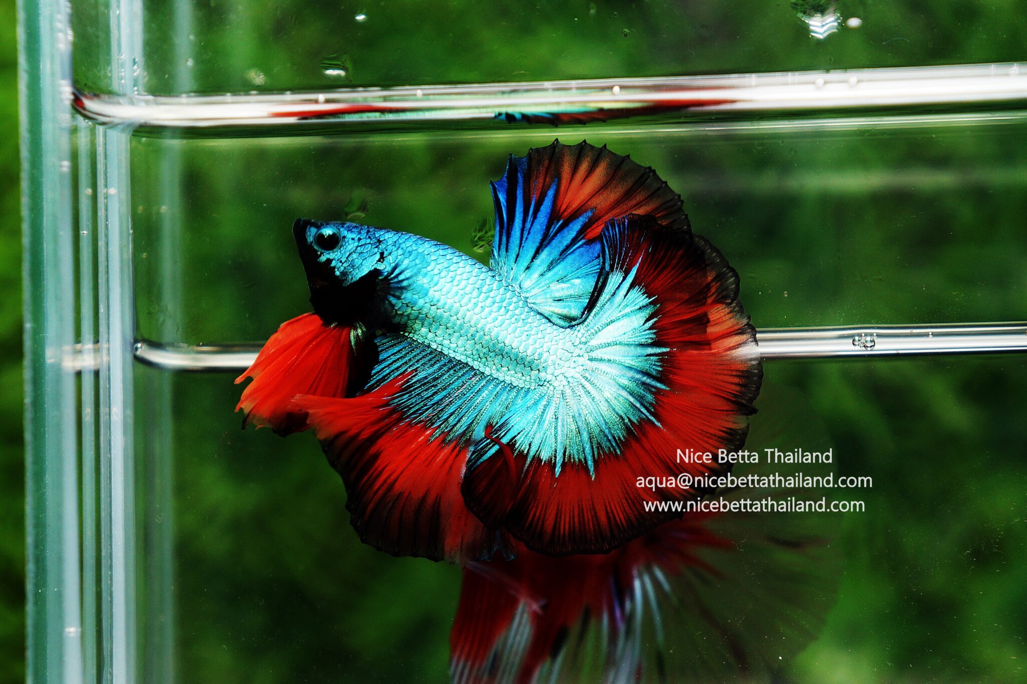How to tell if your betta fish is happy - nicebettathailand.com