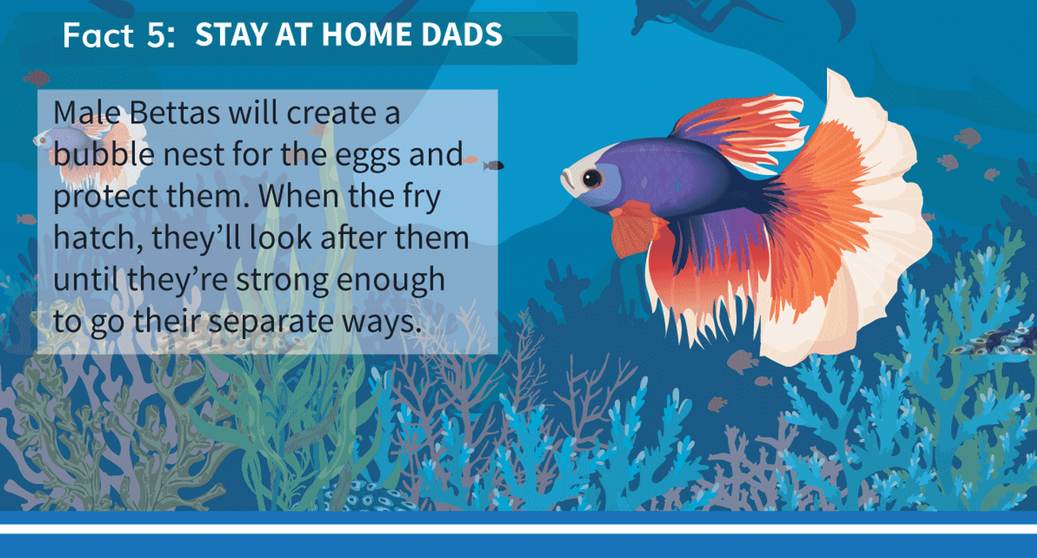 Betta fish care infographic - nicebettathailand.com
