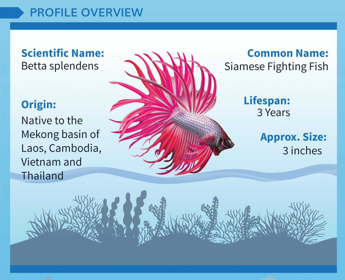 Betta fish care infographic - nicebettathailand.com