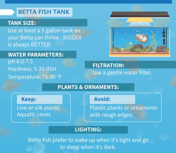 Betta fish care infographic - nicebettathailand.com