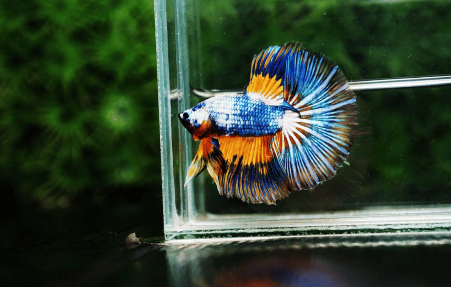 Betta Fish Life Expectancy - nicebettathailand.com