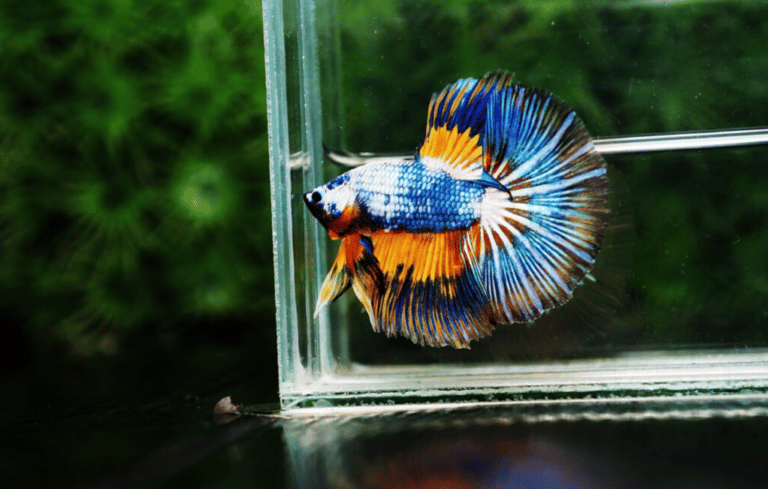 Betta Fish Life Expectancy - nicebettathailand.com