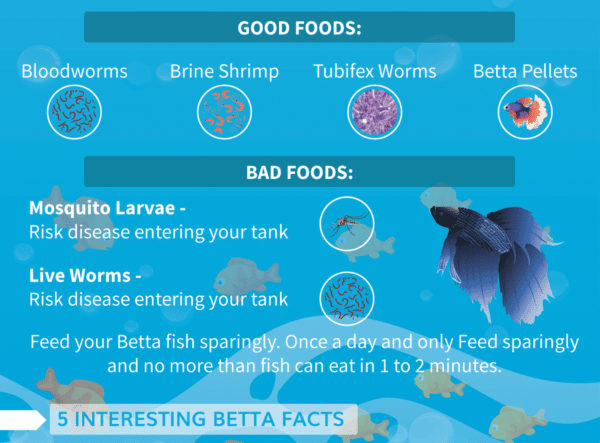 Betta fish care infographic - nicebettathailand.com