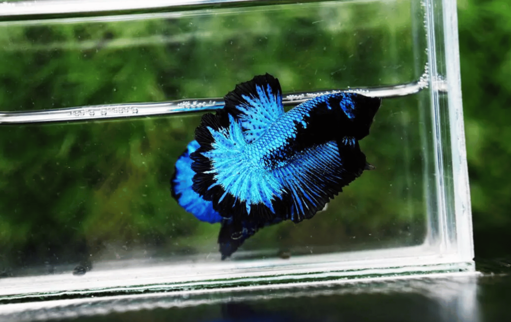 Simple Live Food Cultures For Growing Healthy Betta Fry ...