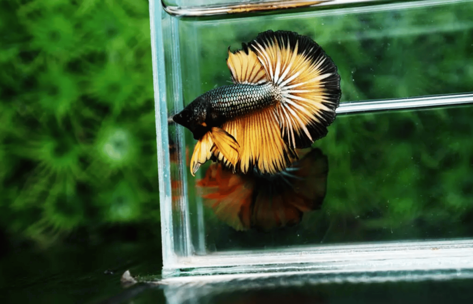 Why does my betta fish have a big belly - nicebettathailand.com