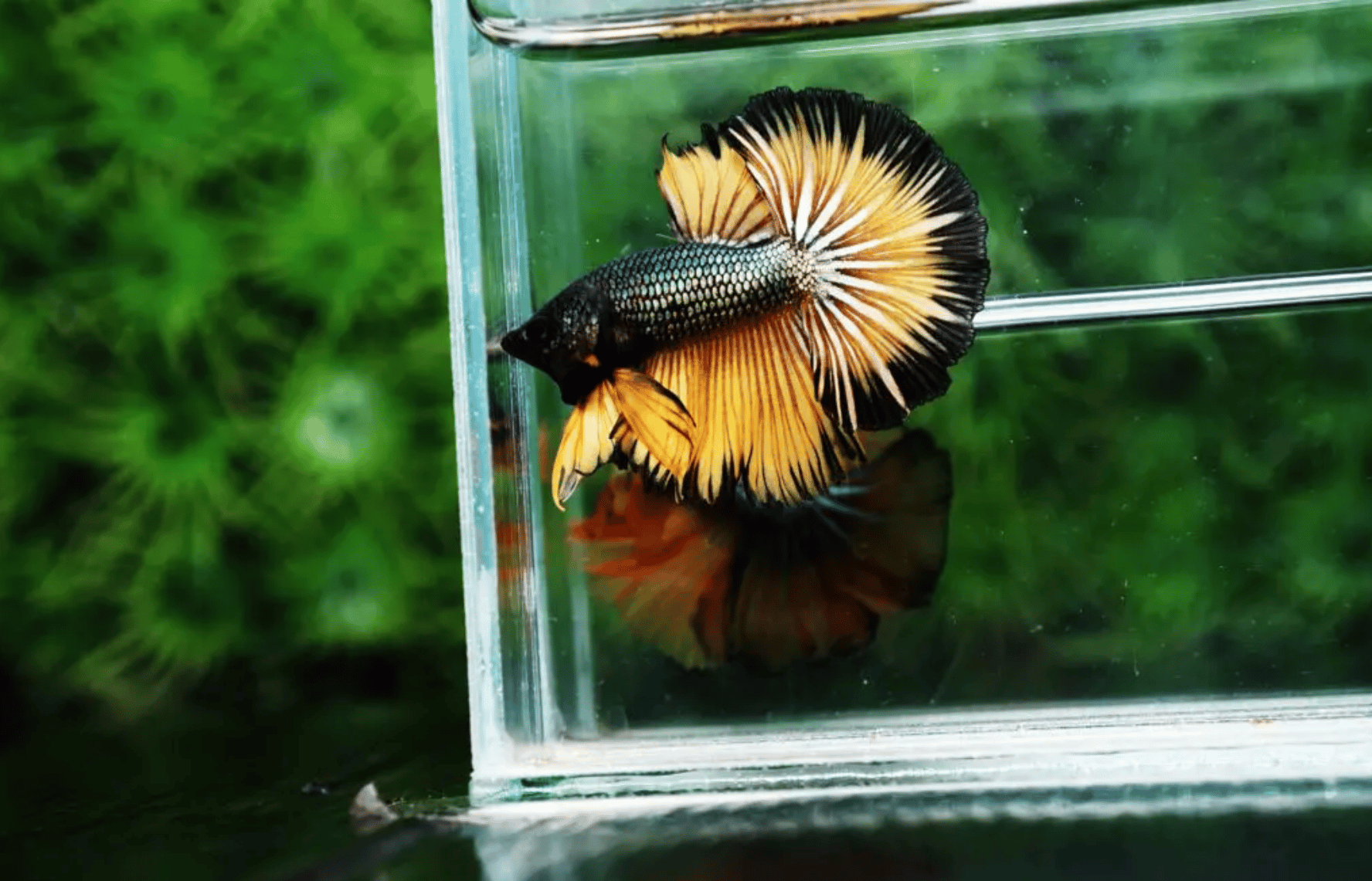 Why does my betta fish have a big belly - Nice Betta Thailand