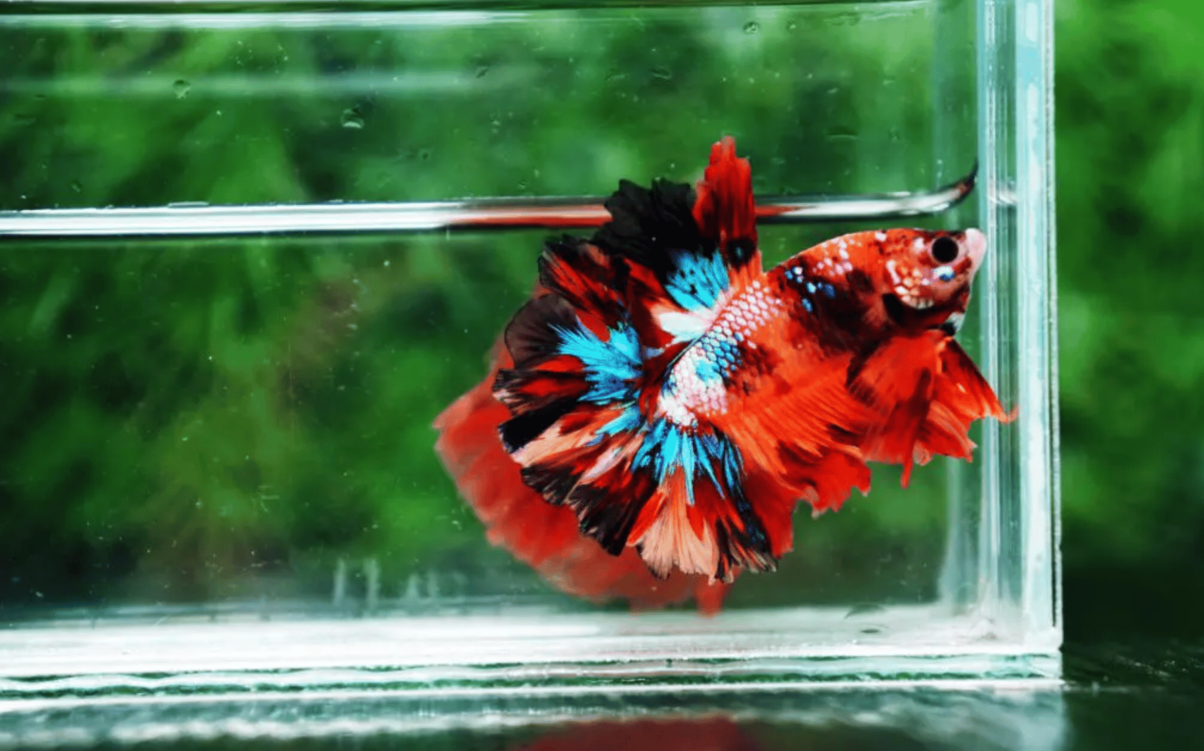 Teach Your Betta Tricks - nicebettathailand.com