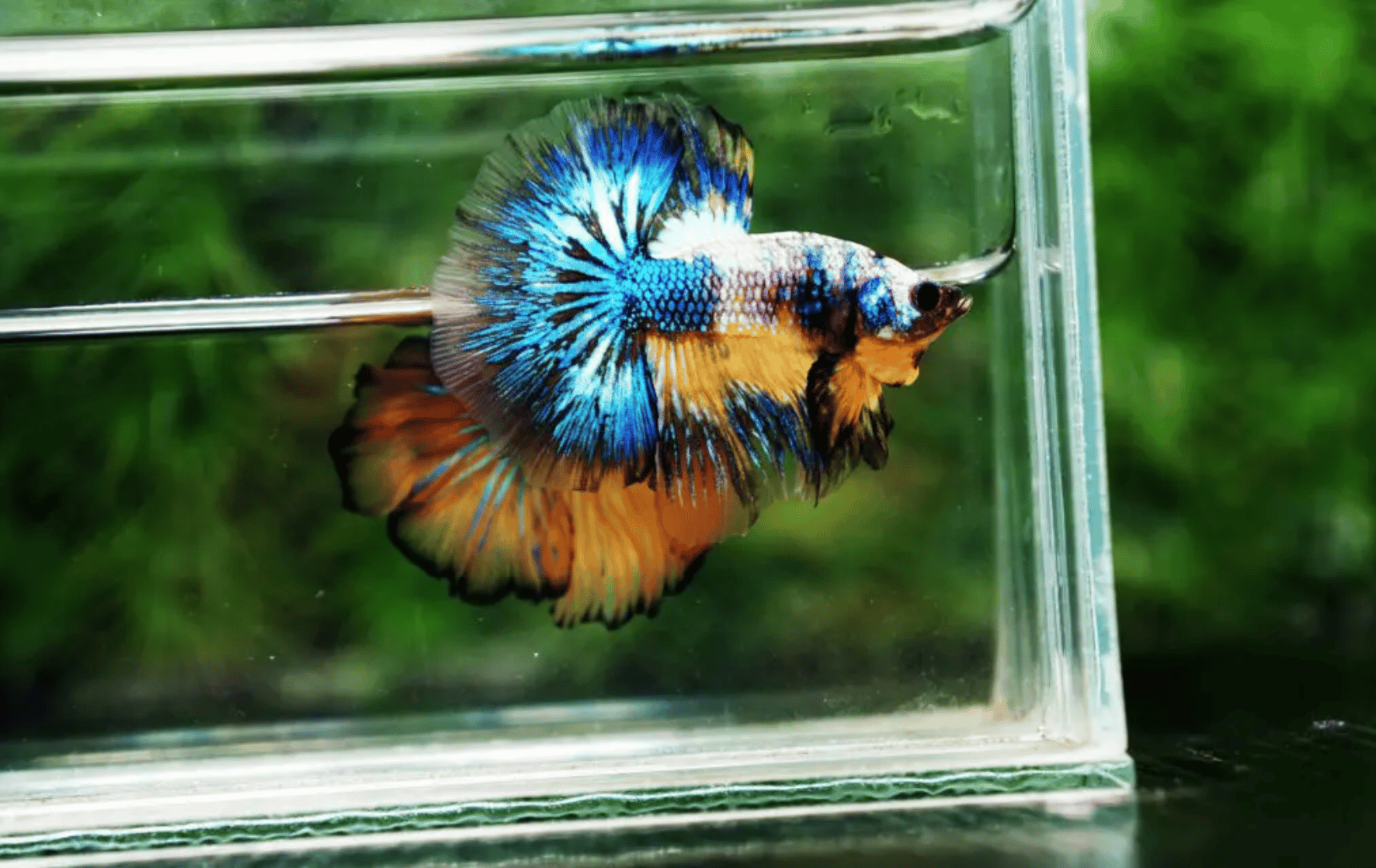 HOW TO CURE ICH IN BETTA. - nicebettathailand.com