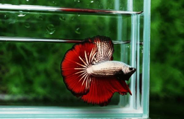 HOW TO CURE ICH IN BETTA. - nicebettathailand.com