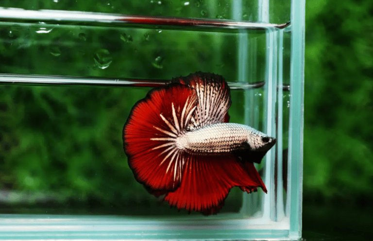 HOW TO CURE ICH IN BETTA. - nicebettathailand.com
