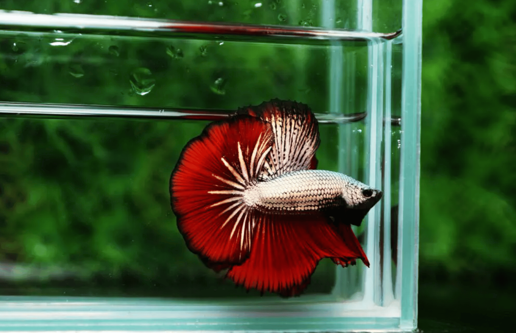 HOW TO CURE ICH IN BETTA. - nicebettathailand.com