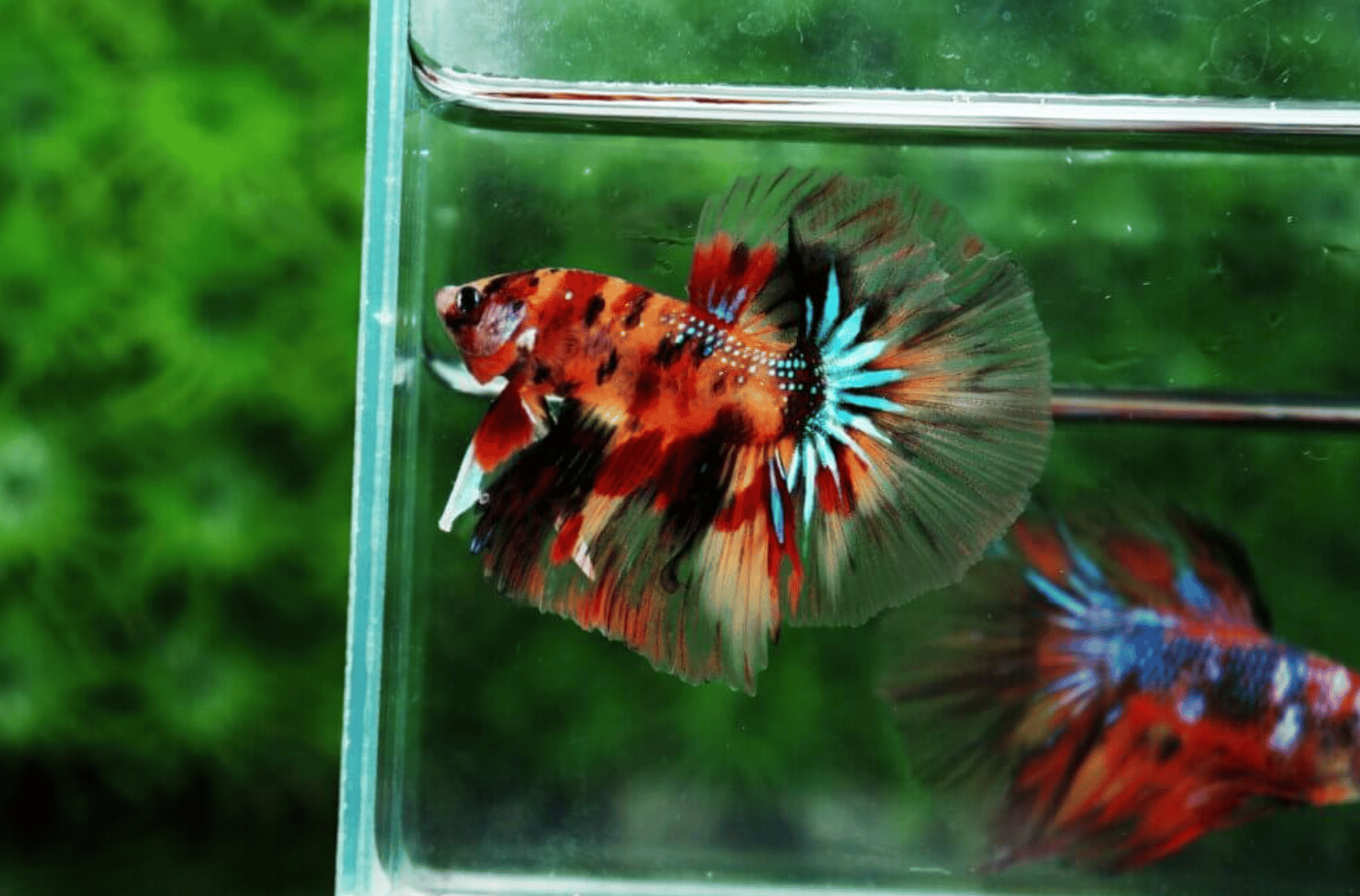 How to Take Care of Betta Fish - nicebettathailand.com