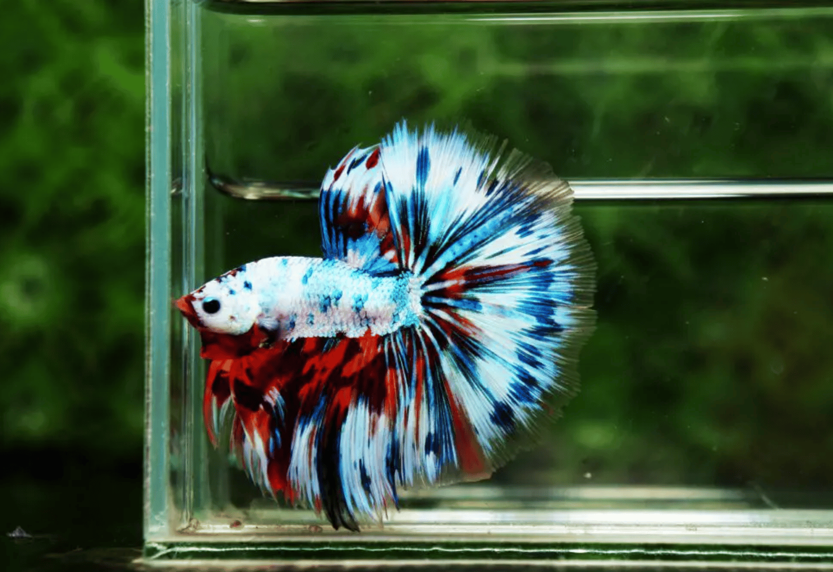 Betta Tuberculosis - nicebettathailand.com