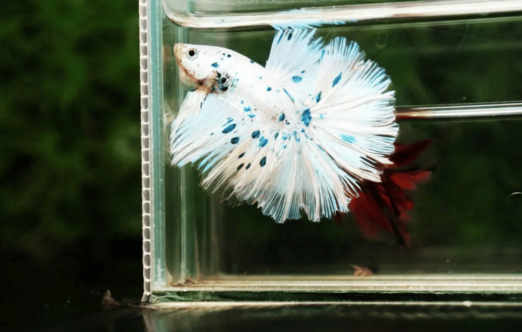 Betta Tuberculosis - nicebettathailand.com