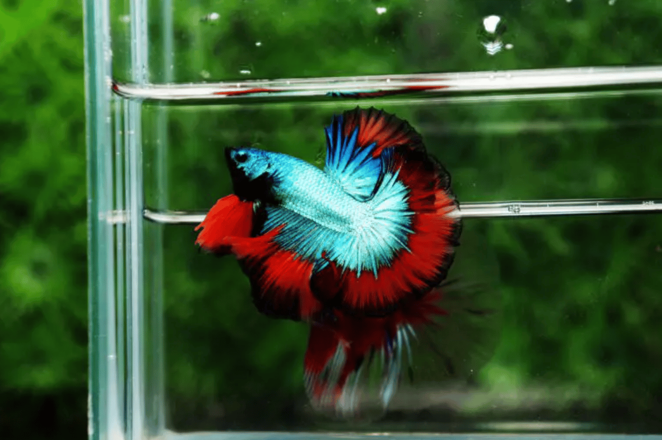 How To Put A Betta Fish In A New Tank - nicebettathailand.com