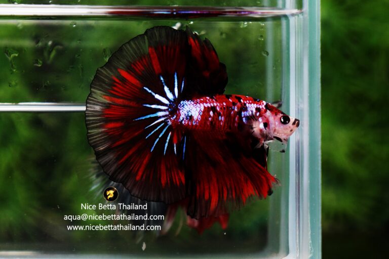 Betta Fish Life Expectancy - nicebettathailand.com