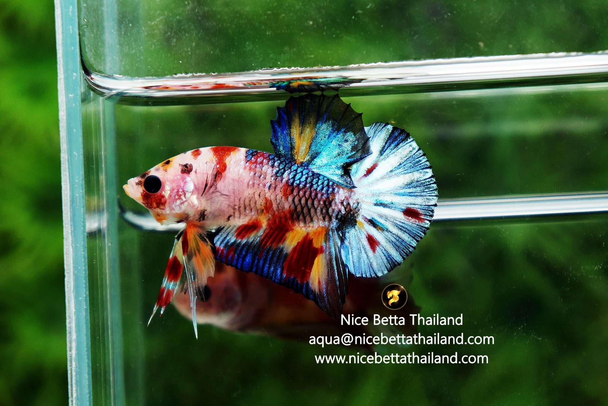 History of betta fish - nicebettathailand.com